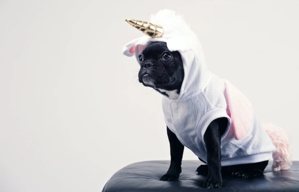 Pet Fashion and Accessories: Styling Your Pet - aPetMart