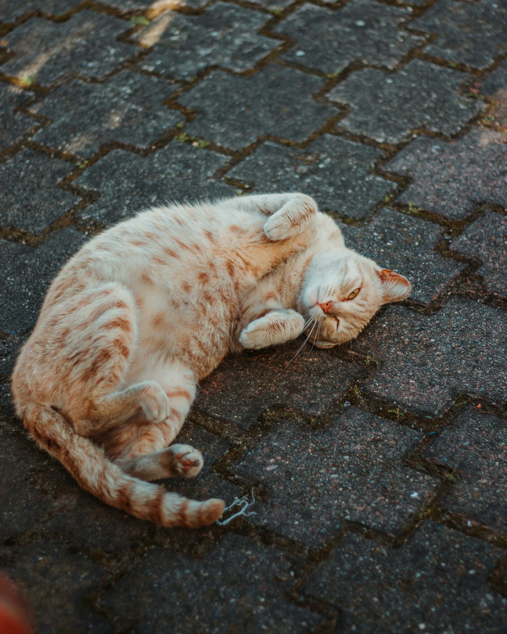 A Cat’s Daily Routine: A Day in the Life of a Cat - aPetMart