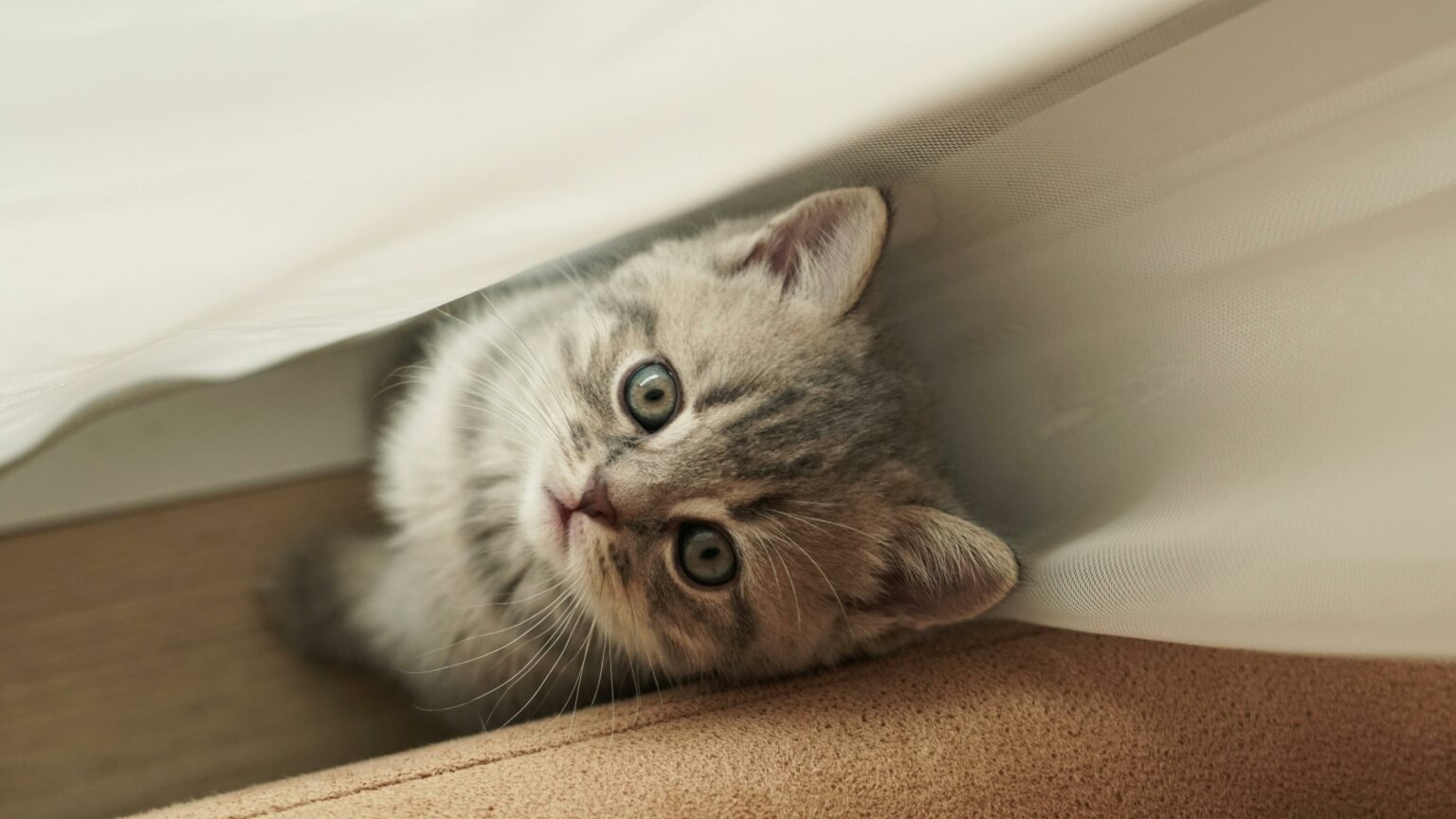 HDB Cat Ownership Rules in Singapore